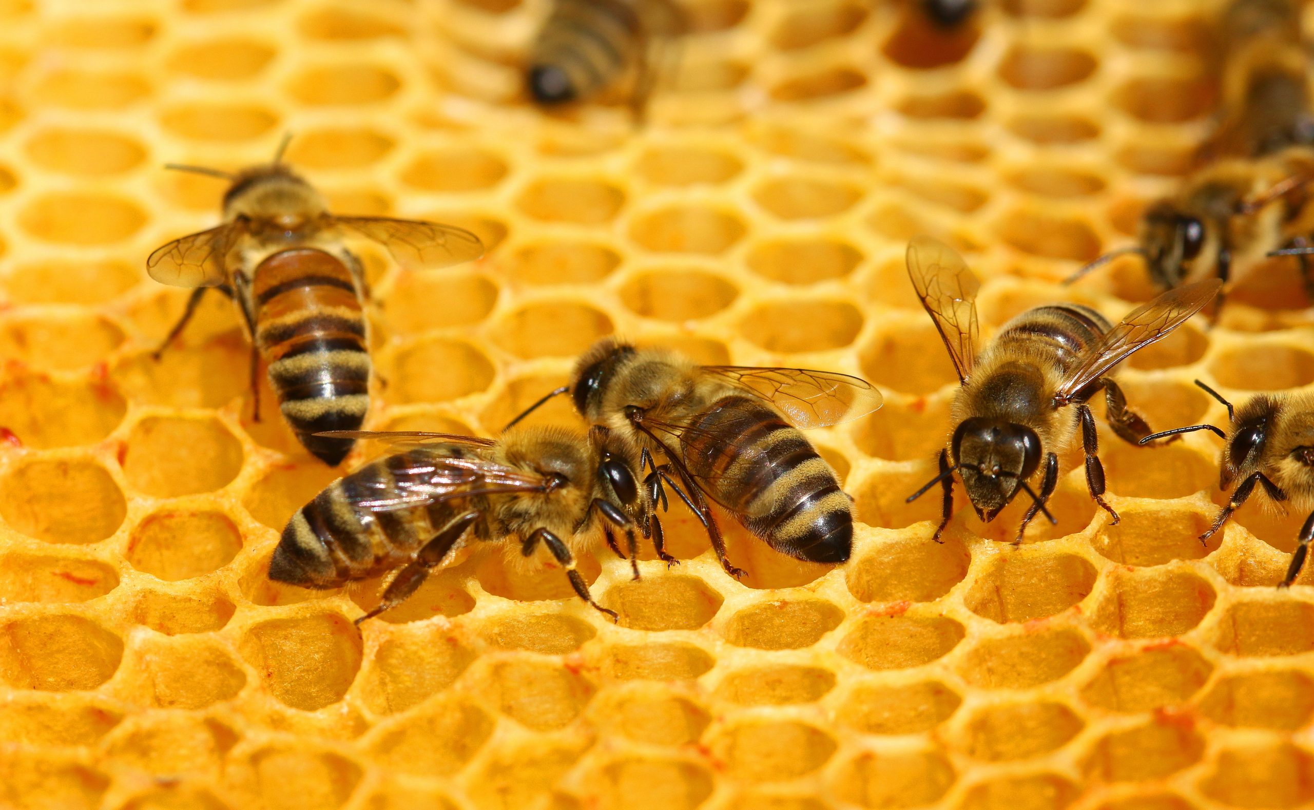 Killer Bees Are Aggressive By Nurture Not Just By Nature Earth
