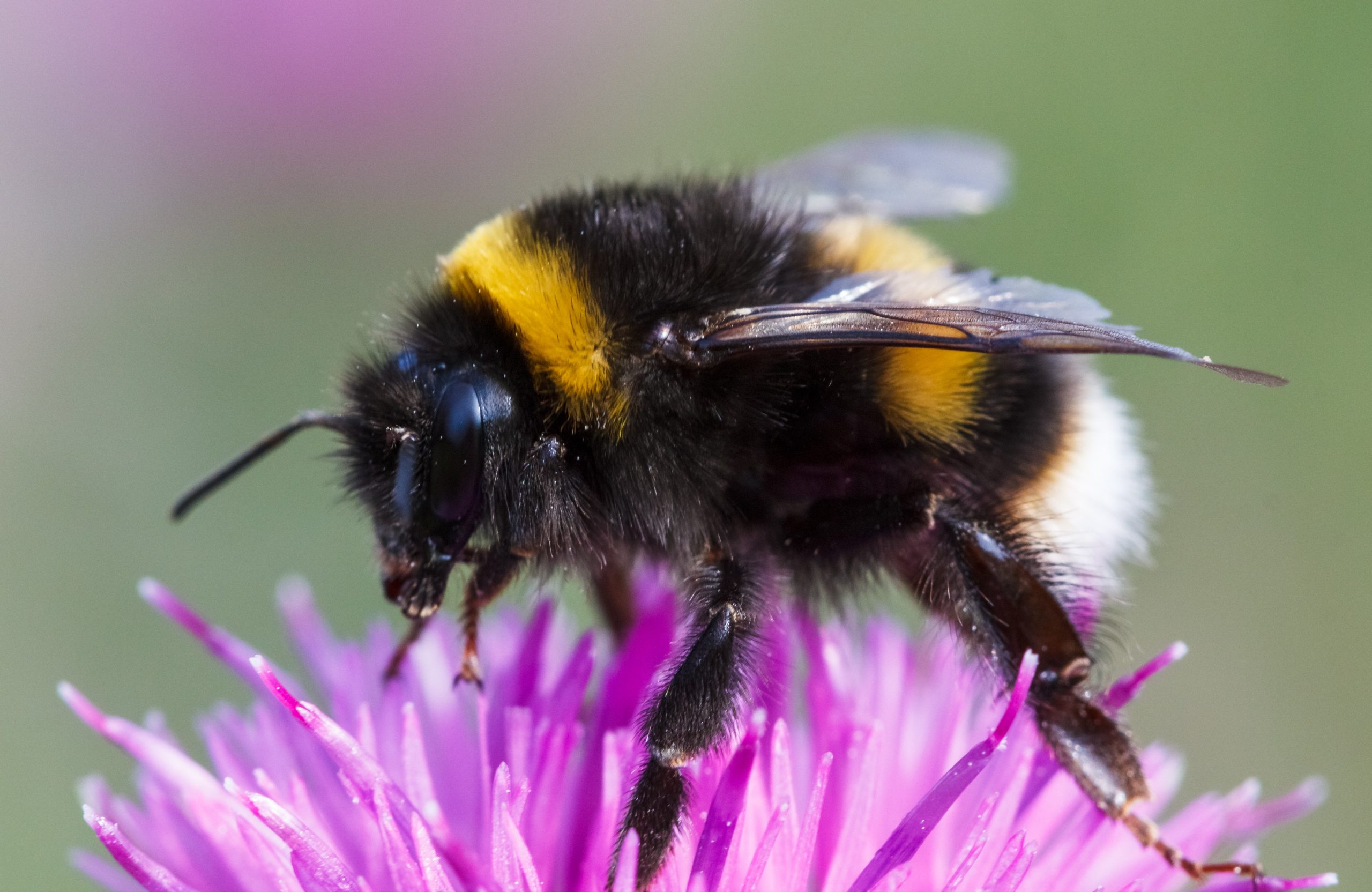 Bumblebees change their lifestyle after establishing a nest - Earth.com