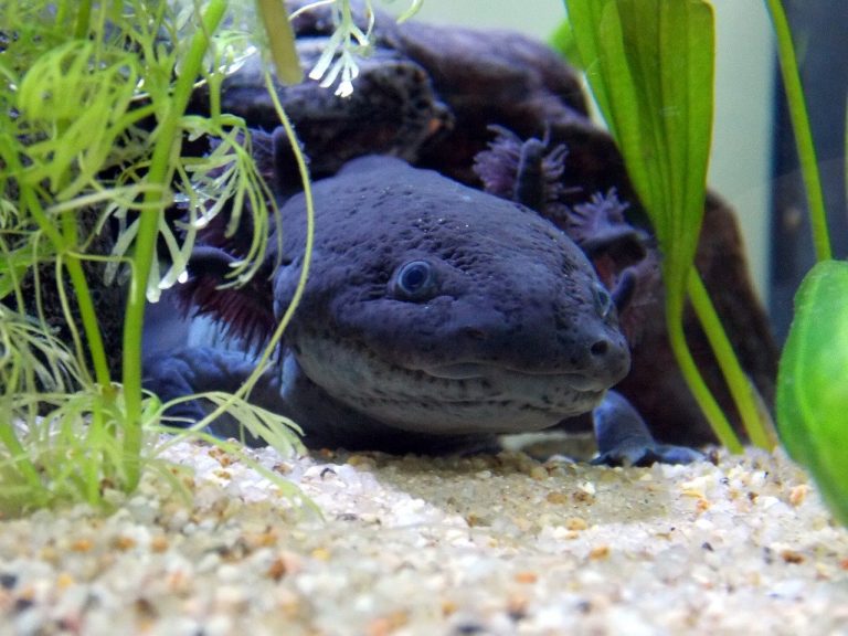 What Is an Axolotl? - Earth.com - Earthpedia - Biology