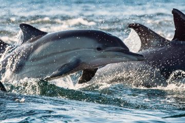 Extinct dolphin was an apex predator 25 million years ago • Earth.com