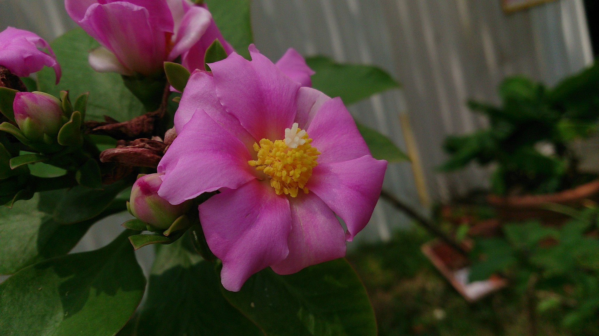Top 5 Most Beautiful Cactus Flowers - Earth.com - Earthpedia