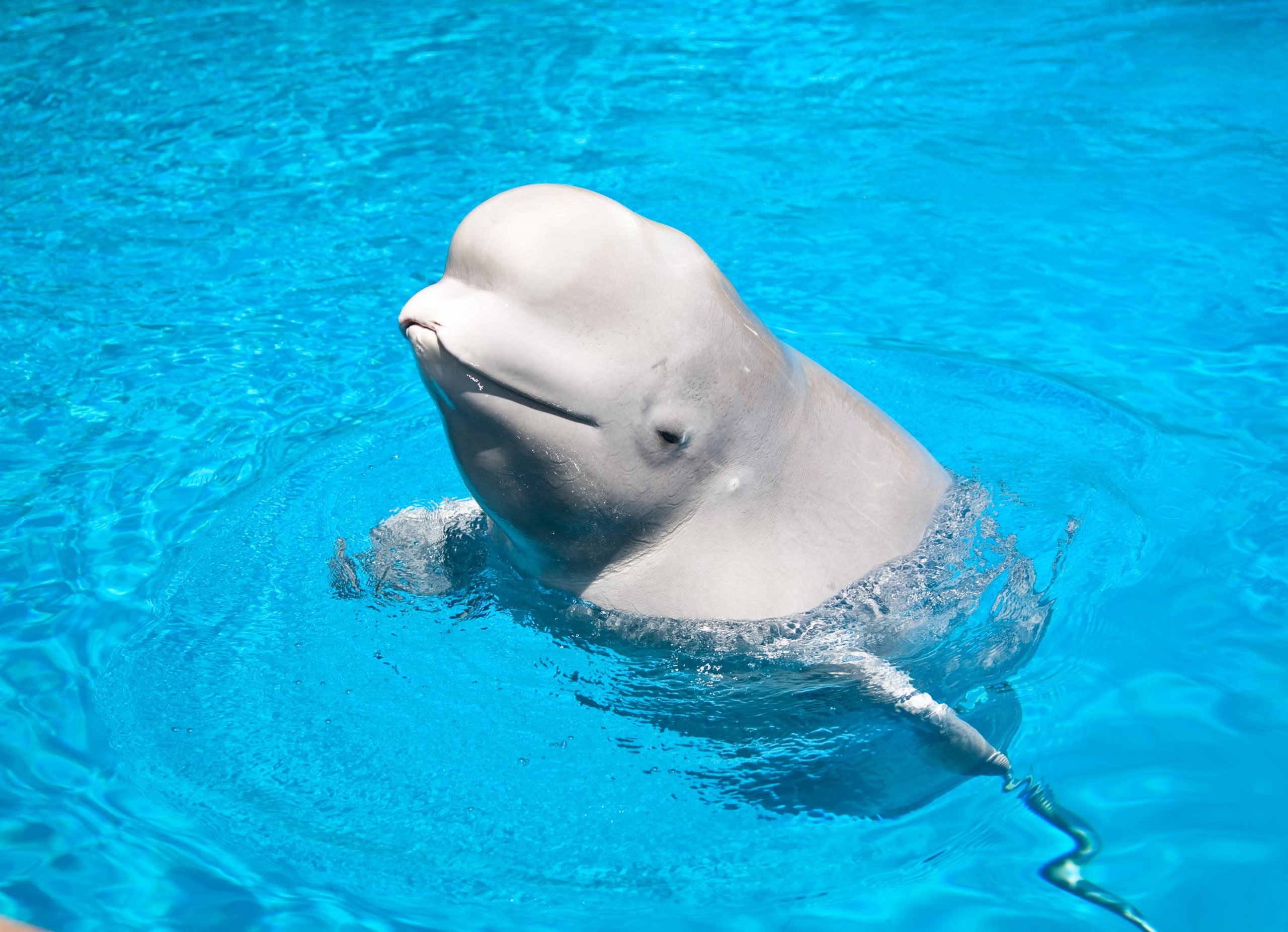 Beluga Whales Form Complex Social Networks Like Humans Earth Beluga Whales Form Complex Social Networks Like Humans Earth