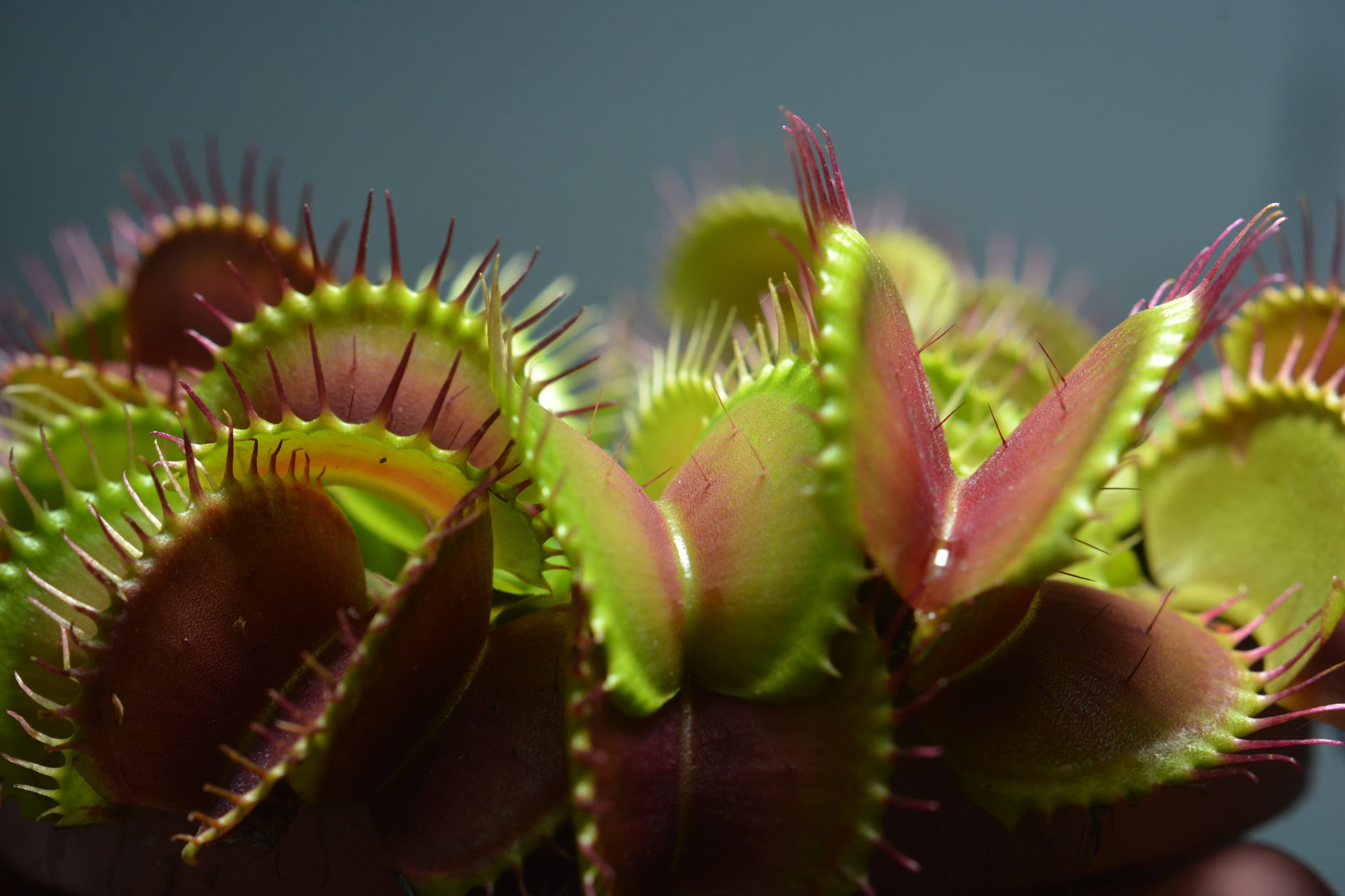 Venus flytraps have a previously unknown trigger • Earth.com