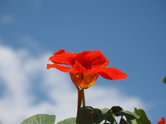 How to Grow and Use Nasturtium for Health - Earth.com