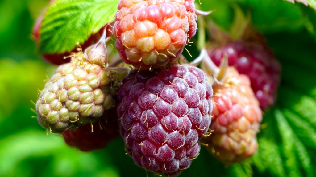 A Slightly Obsessive Guide to Raspberry Identification - Earth.com