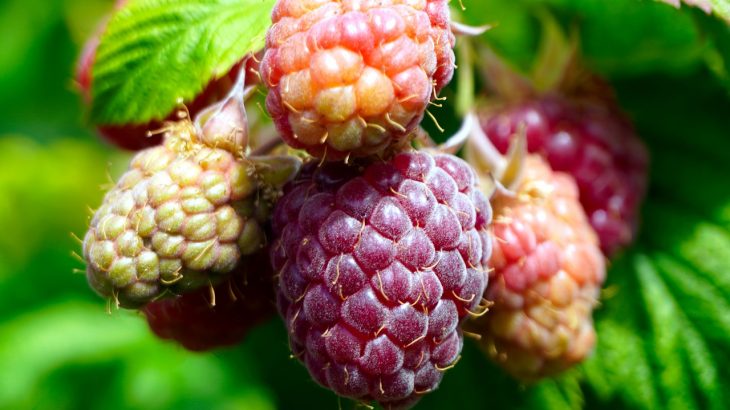 A Slightly Obsessive Guide to Raspberry Identification - Earth.com