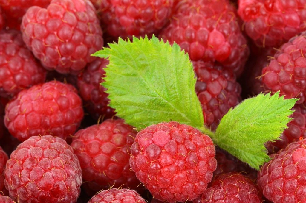 A Slightly Obsessive Guide to Raspberry Identification • Earth.com
