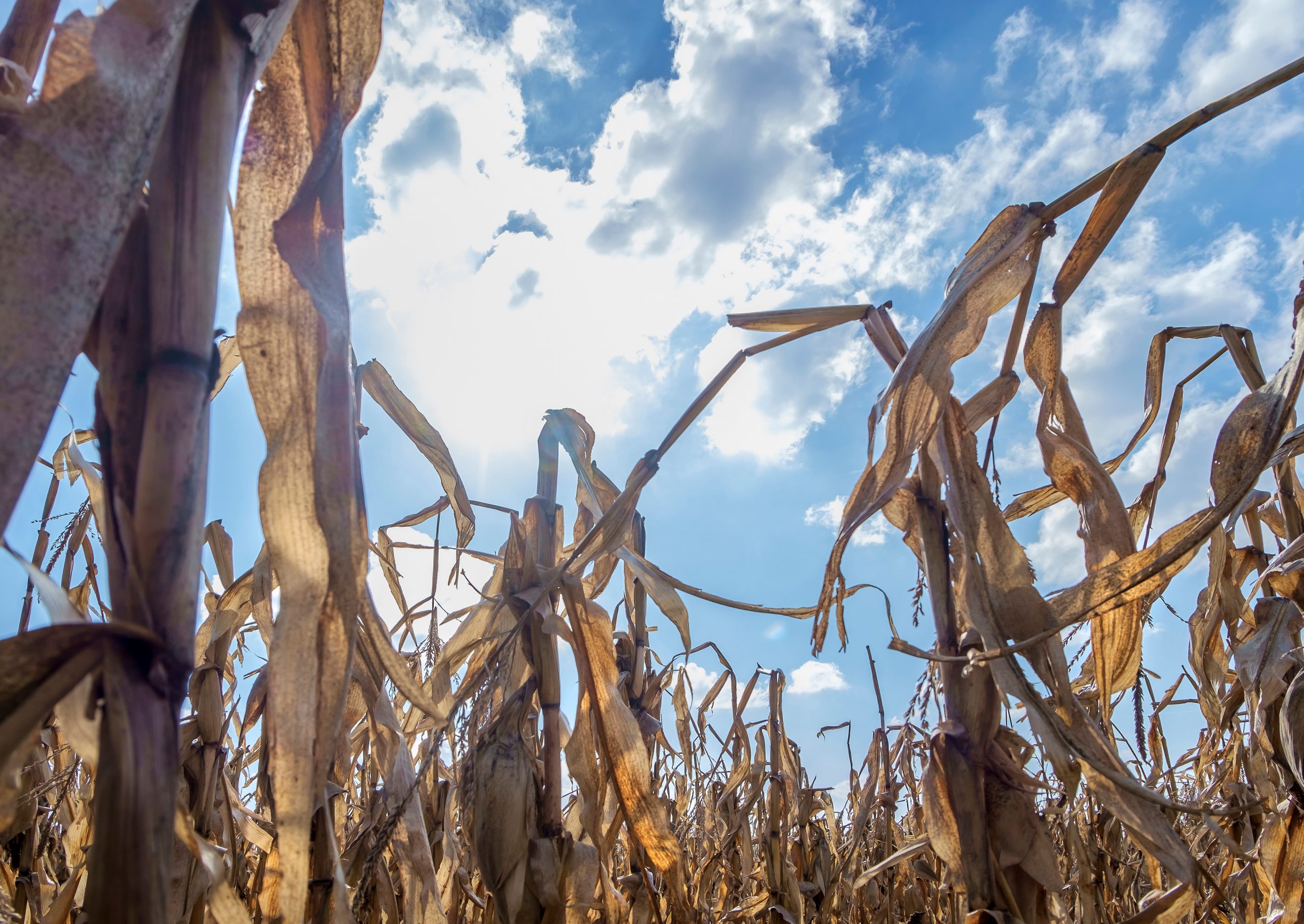 Scientists identify early warning signals of heat waves - Earth.com