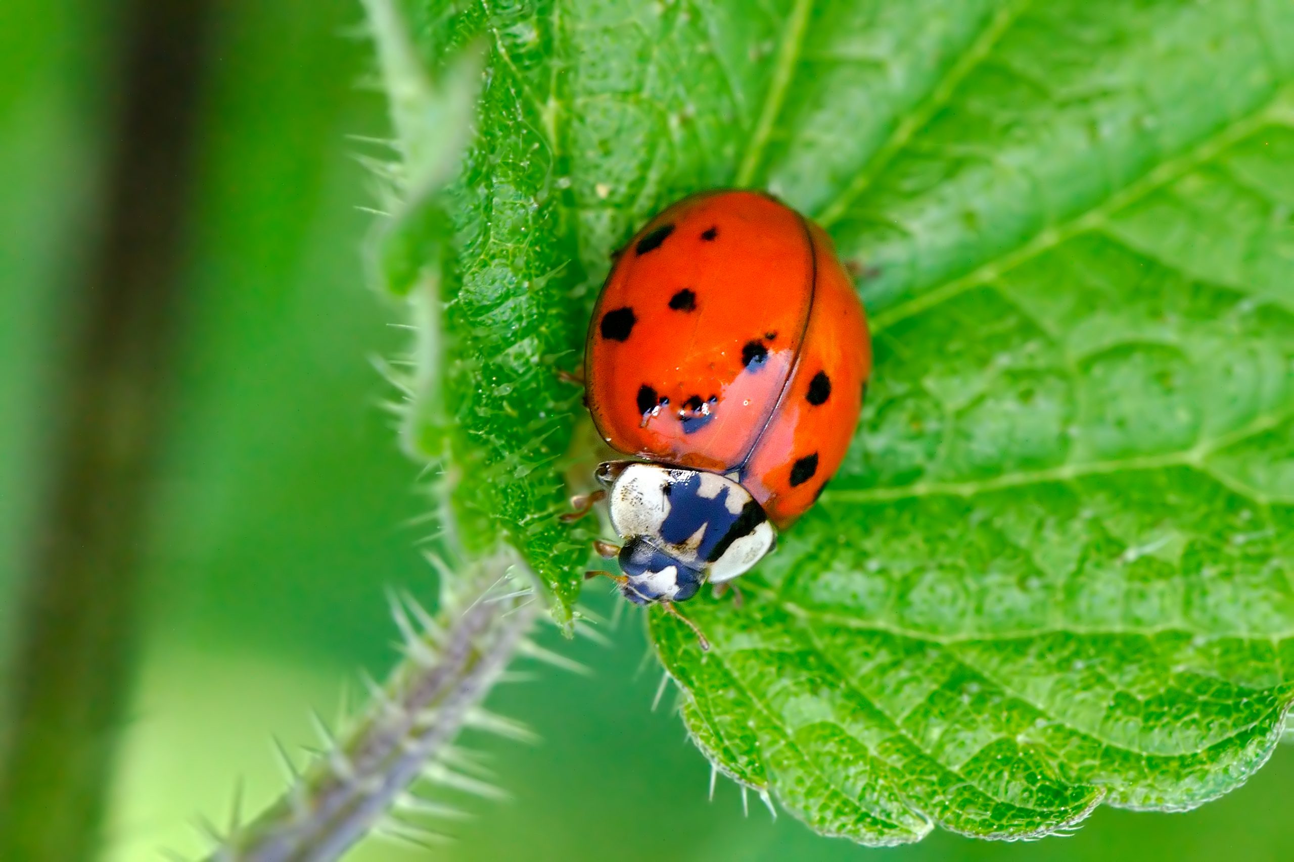 Invasive Species Could Cause Dramatic Biodiversity Loss Earth