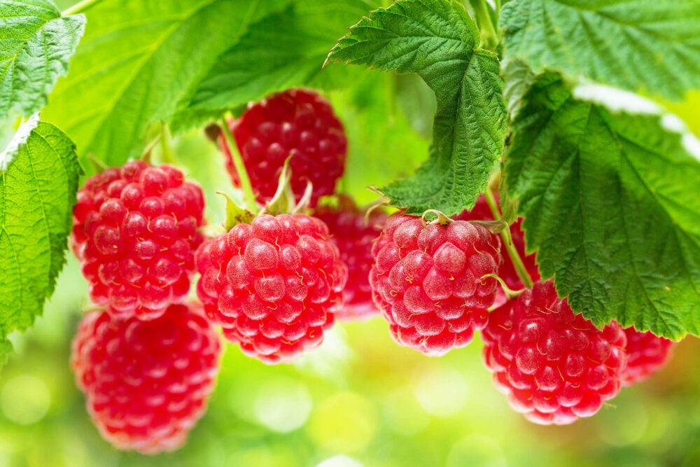 A Slightly Obsessive Guide to Raspberry Identification - Earth.com