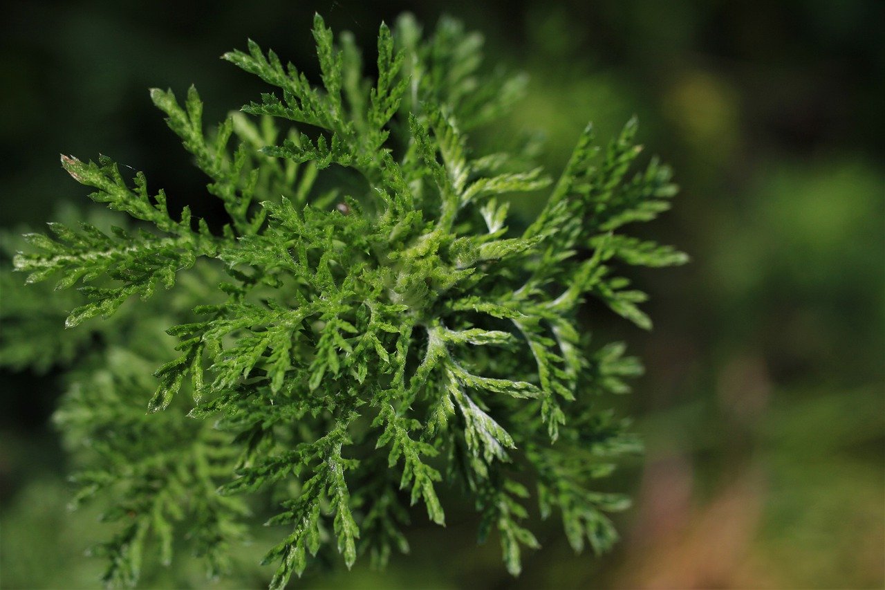 Top Mugwort Uses and Where to Find It - Earth.com