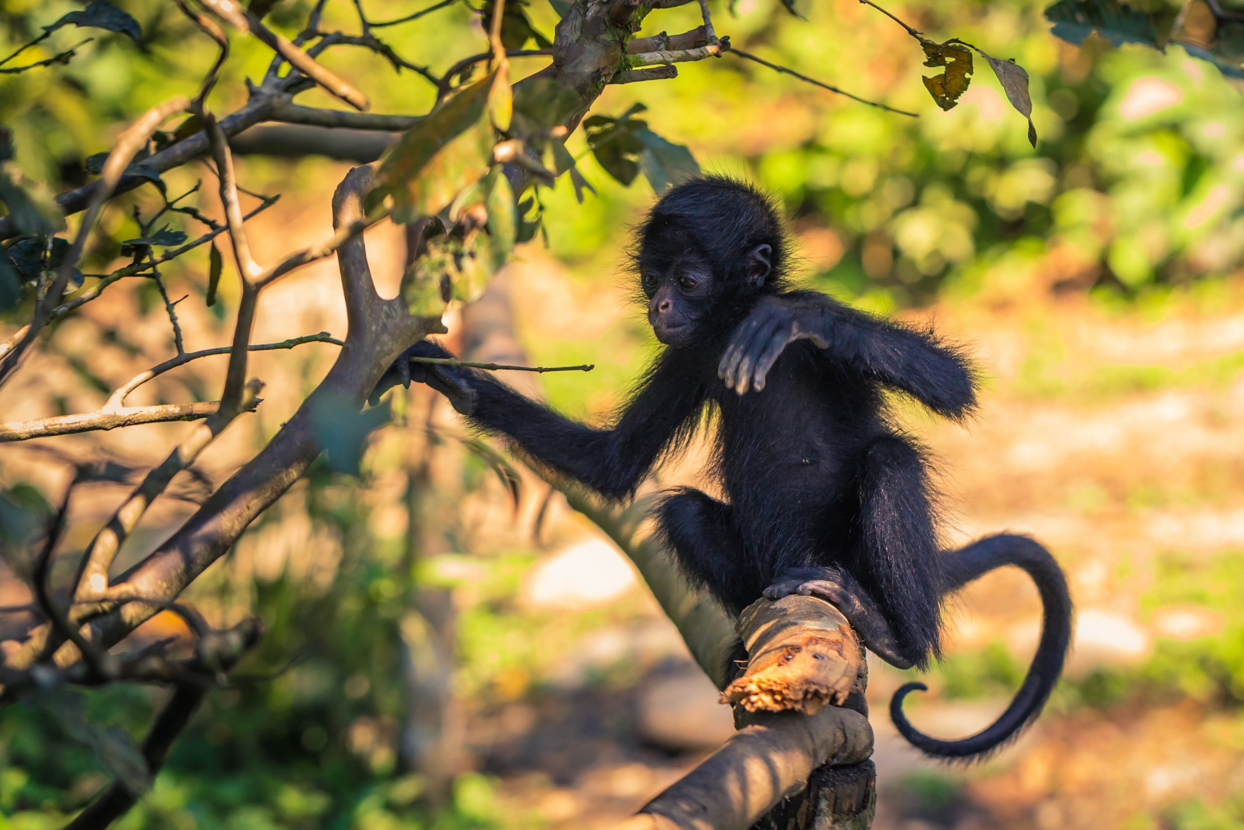 Spider monkeys use collective wisdom to find more food - Earth.com
