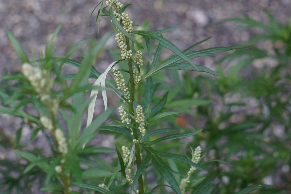 Top Mugwort Uses (and Where to Find It) • Earth.com