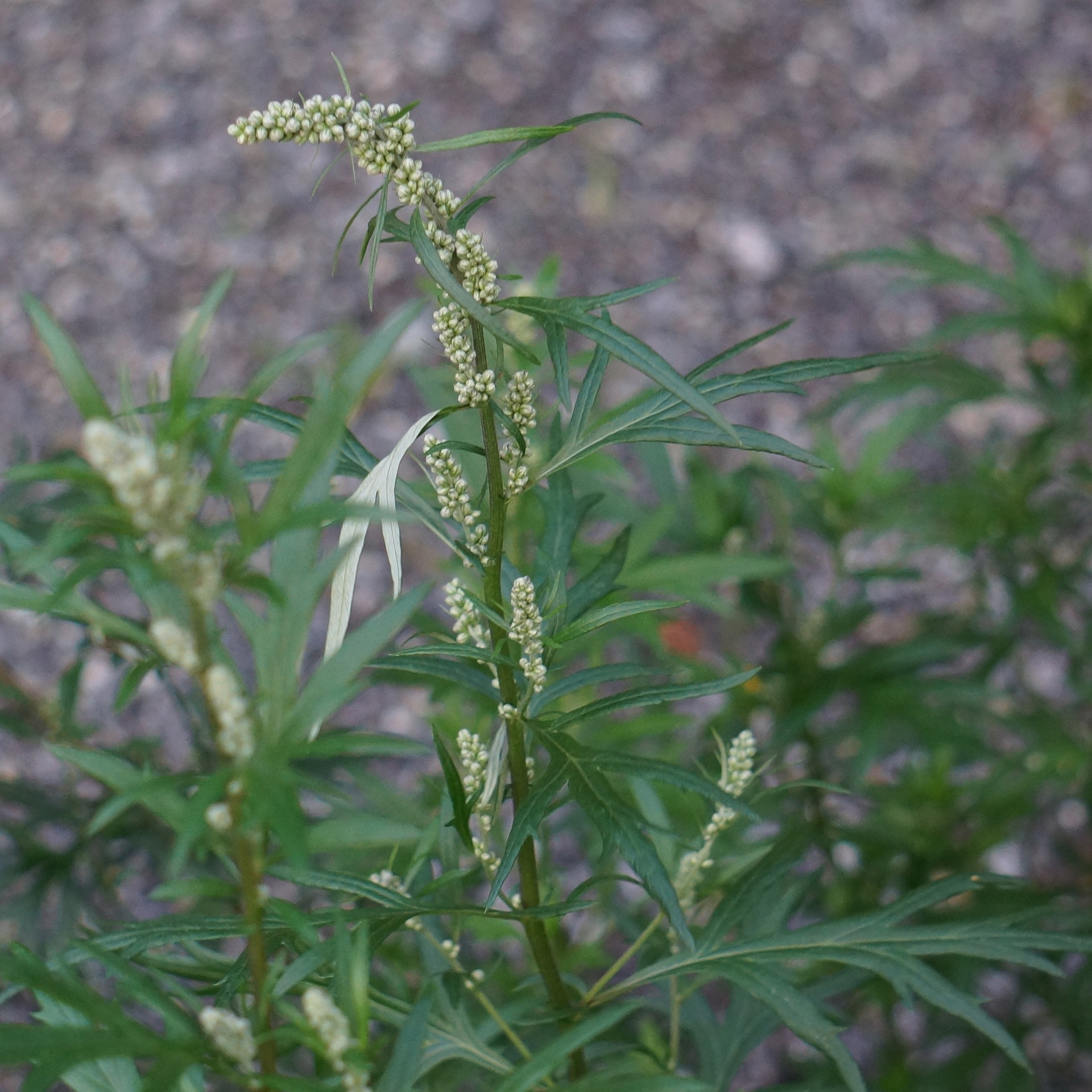 Top Mugwort Uses (and Where to Find It) • Earth.com