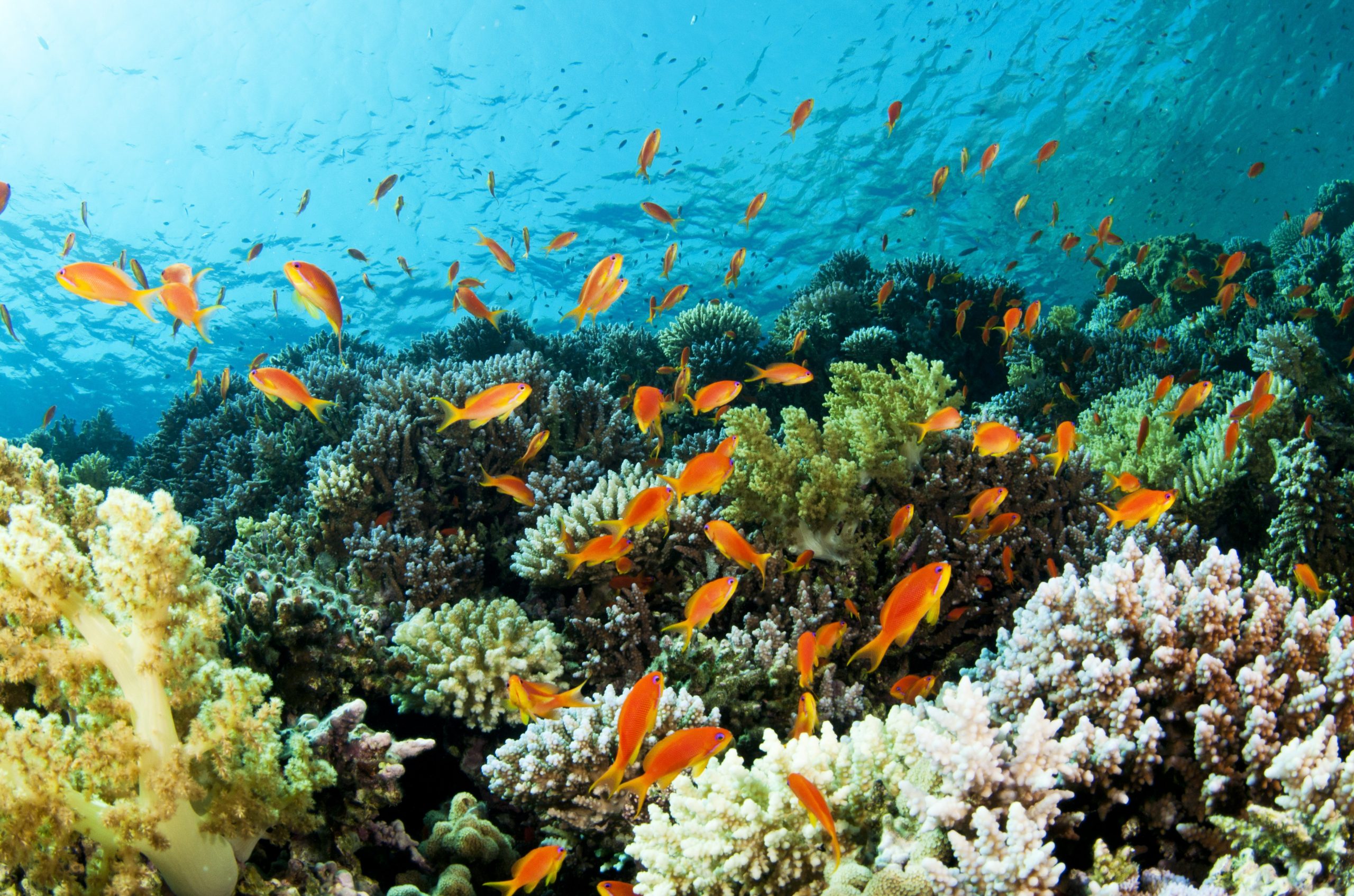 Climate extremes make reef fish less diverse and productive - Earth.com