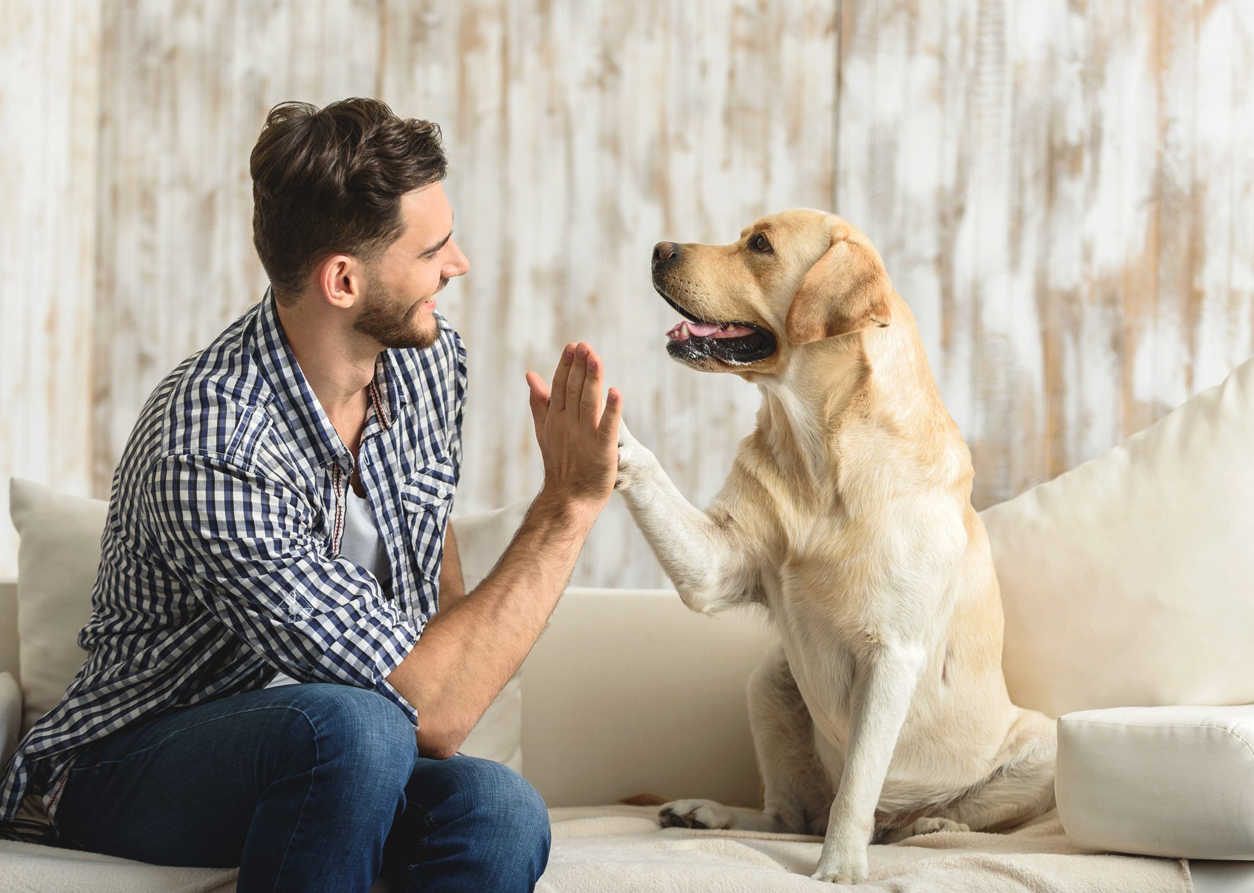 Dogs process speech in the same way as humans - Earth.com