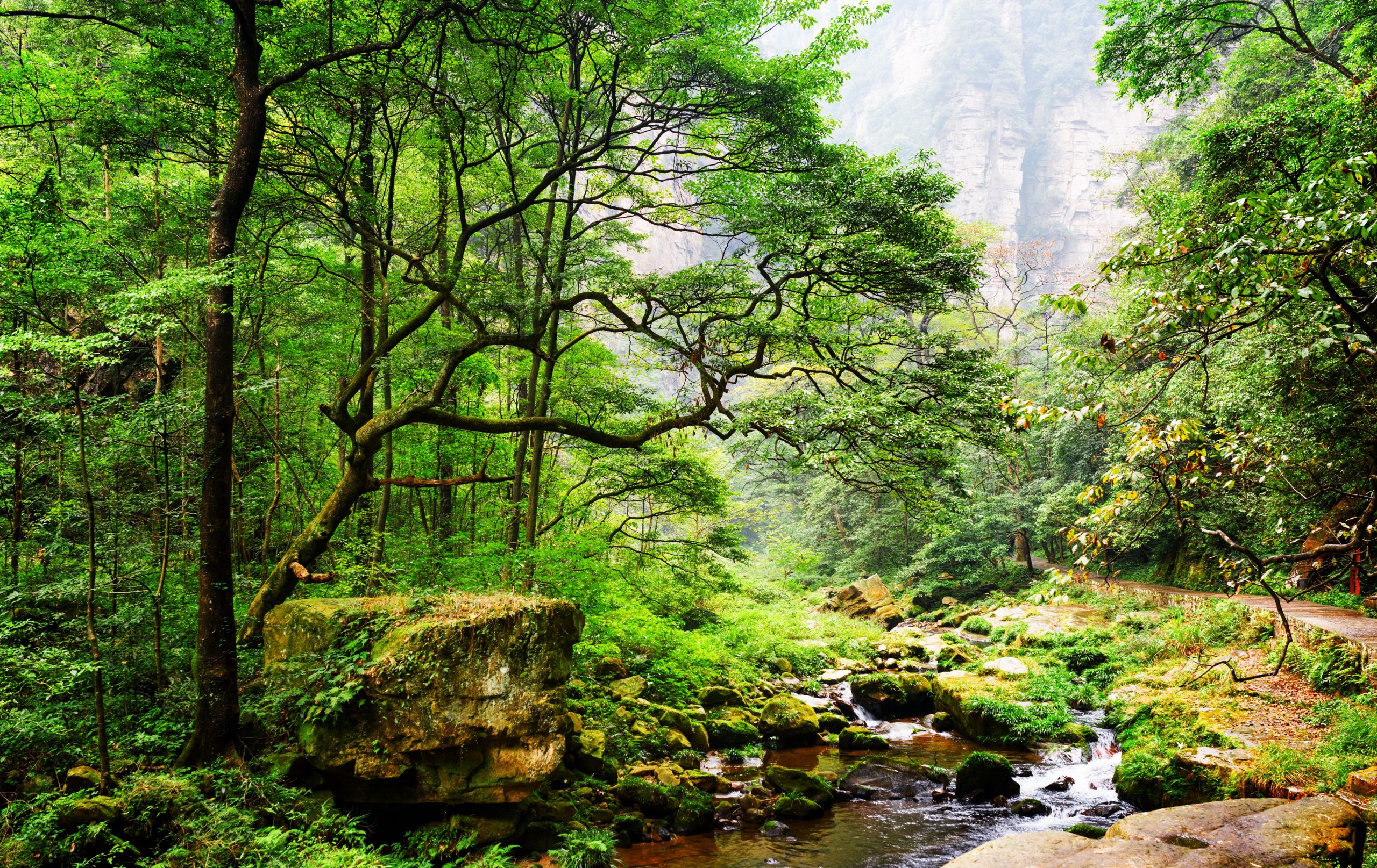 Restoration projects help forests recover remarkably faster - Earth.com