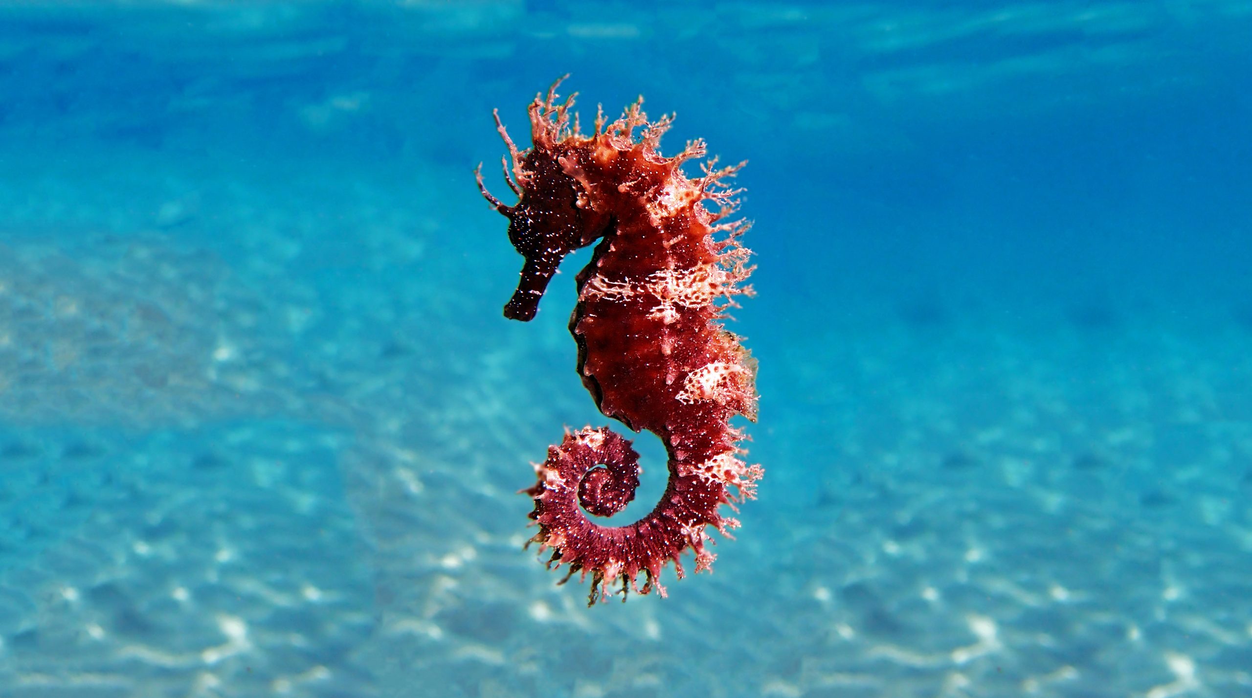 Pregnant Male Seahorses Transport Nutrients To Their Babies Earth Pregnant Male Seahorses Transport Nutrients To Their Babies Earth