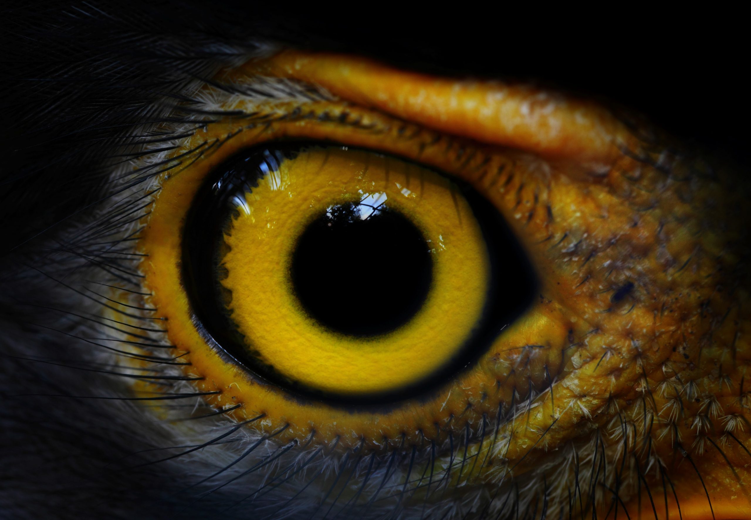 Bird and reptile tears are very similar to human tears - Earth.com
