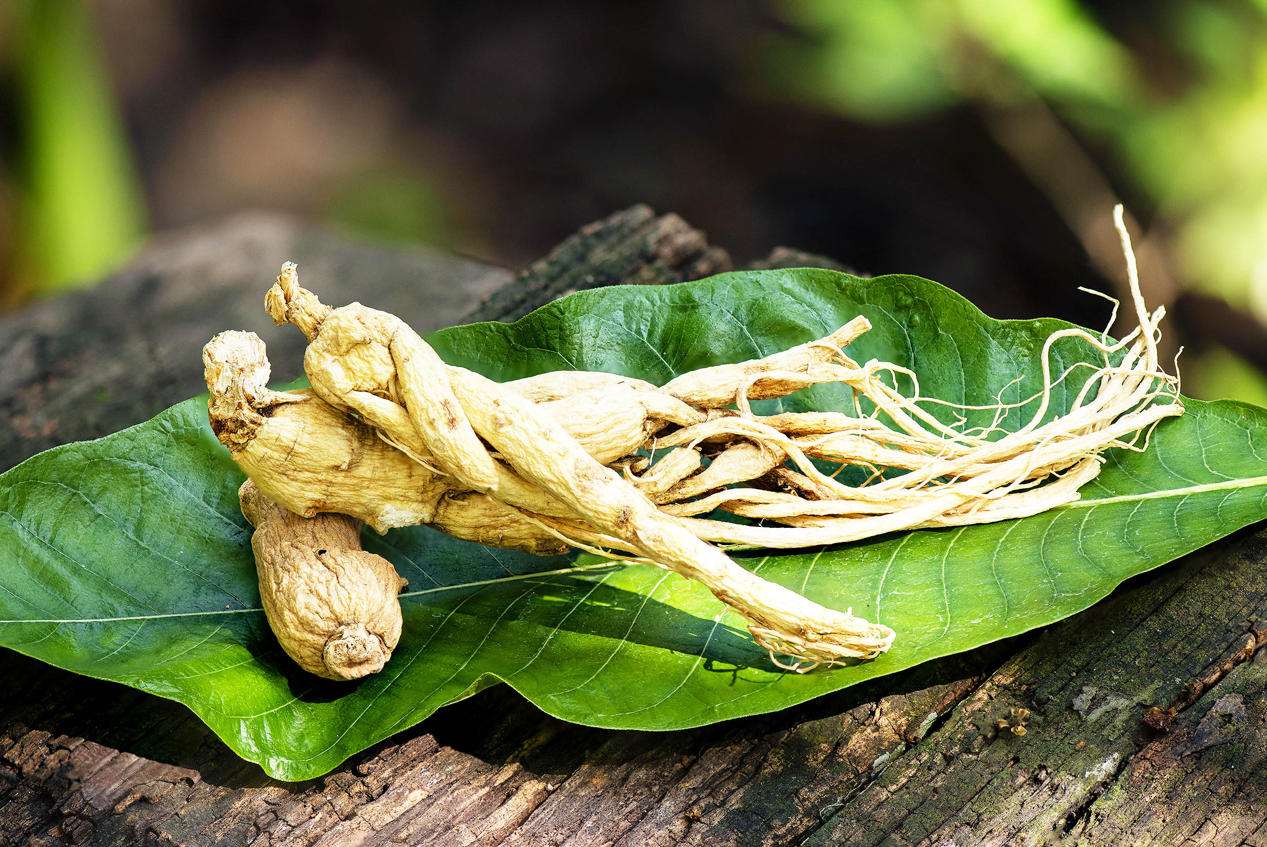 Top Uses for Ginseng - Earth.com - Earthpedia