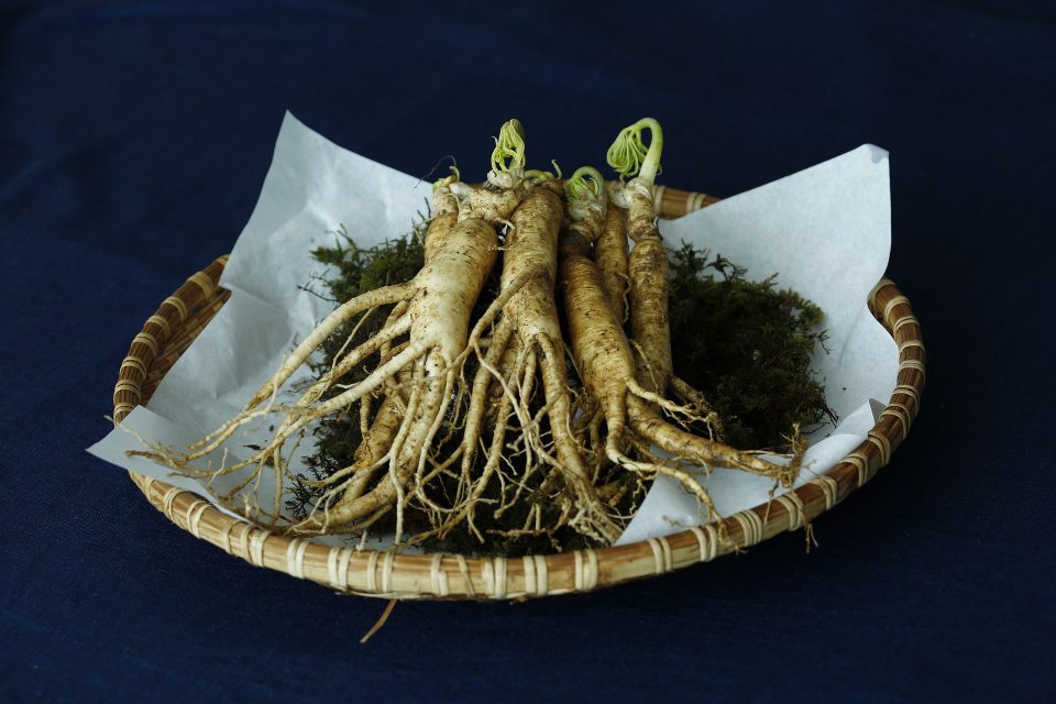 Top Uses for Ginseng • Earth.com • Earthpedia