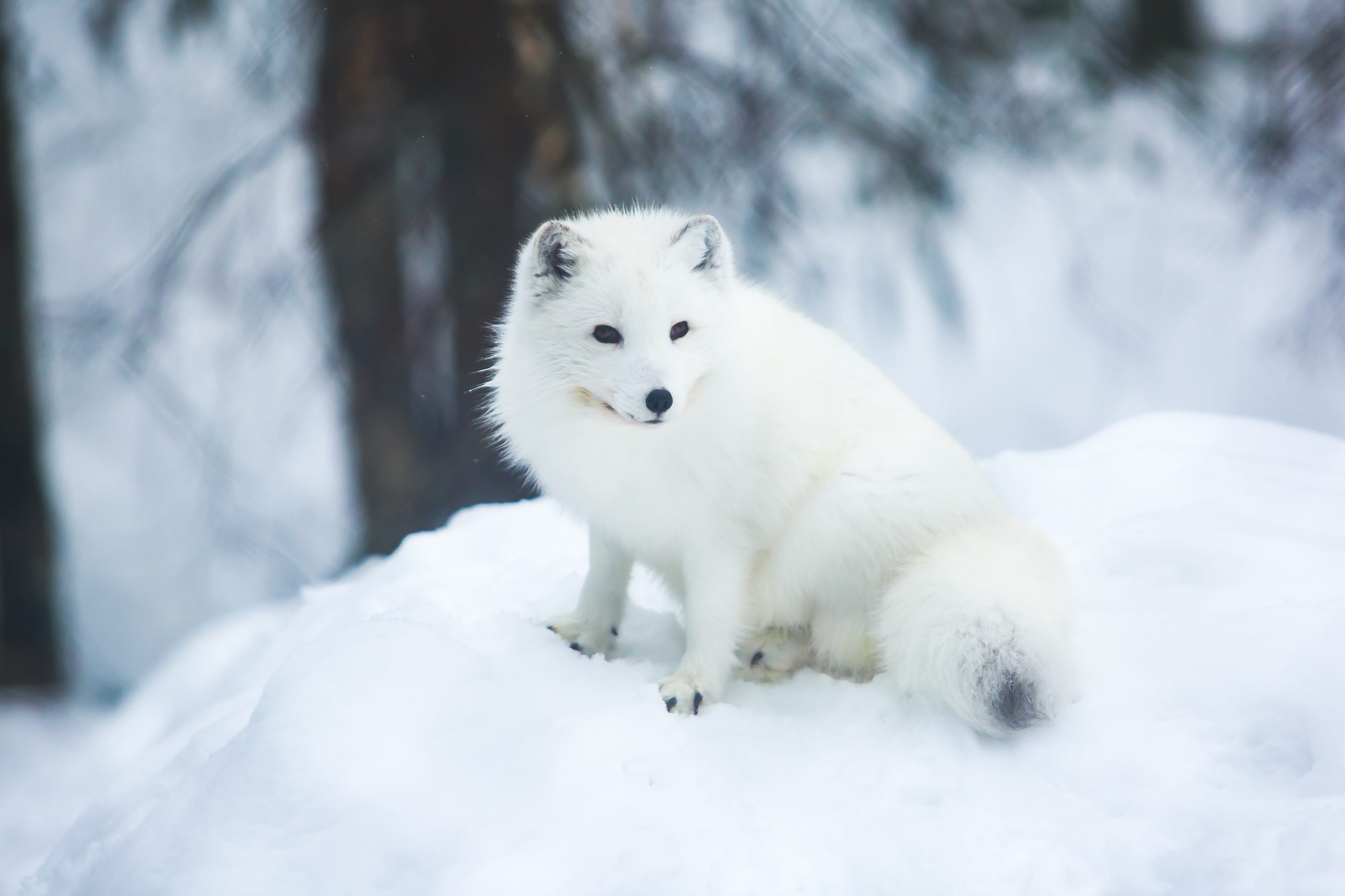 Human Activities Help Scavengers Take Over The Habitats Of Arctic Foxes Human Activities Help Scavengers Take Over The Habitats Of Arctic Foxes