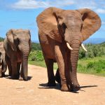 Some of Earth’s most adorable animals are facing extinction • Earth.com