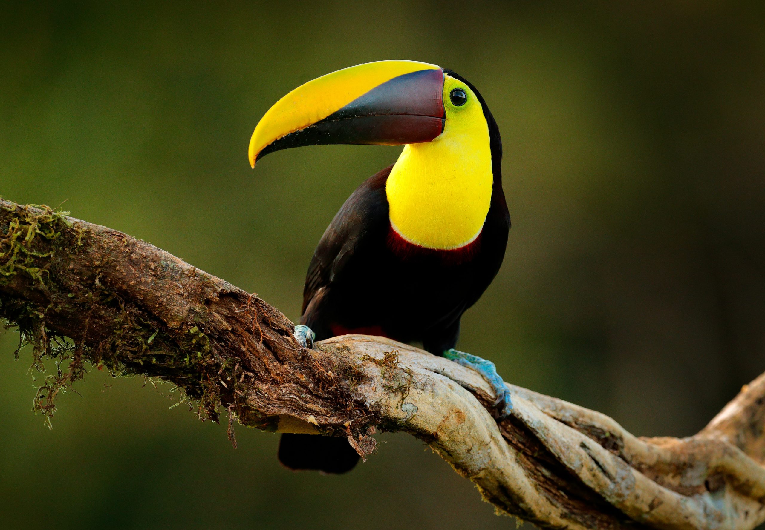 Not enough is known about how rainfall affects tropical animals - Earth.com