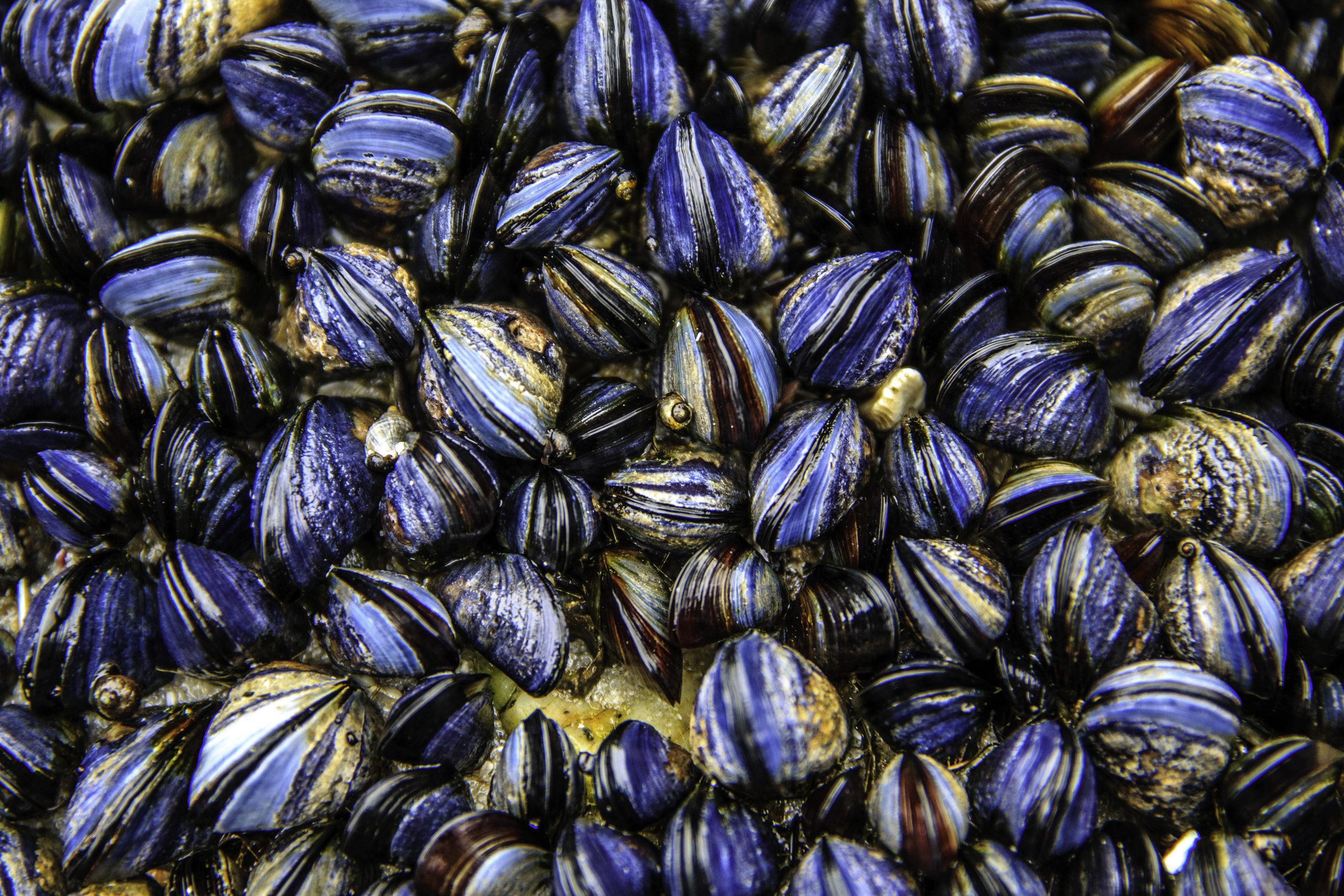 Shellfish are migrating away from safety as the ocean warms - Earth.com