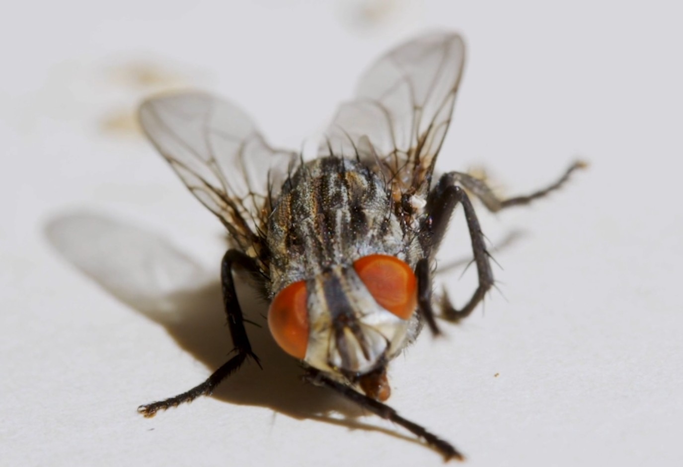 Exploring the incredible flight control techniques of fruit flies ...