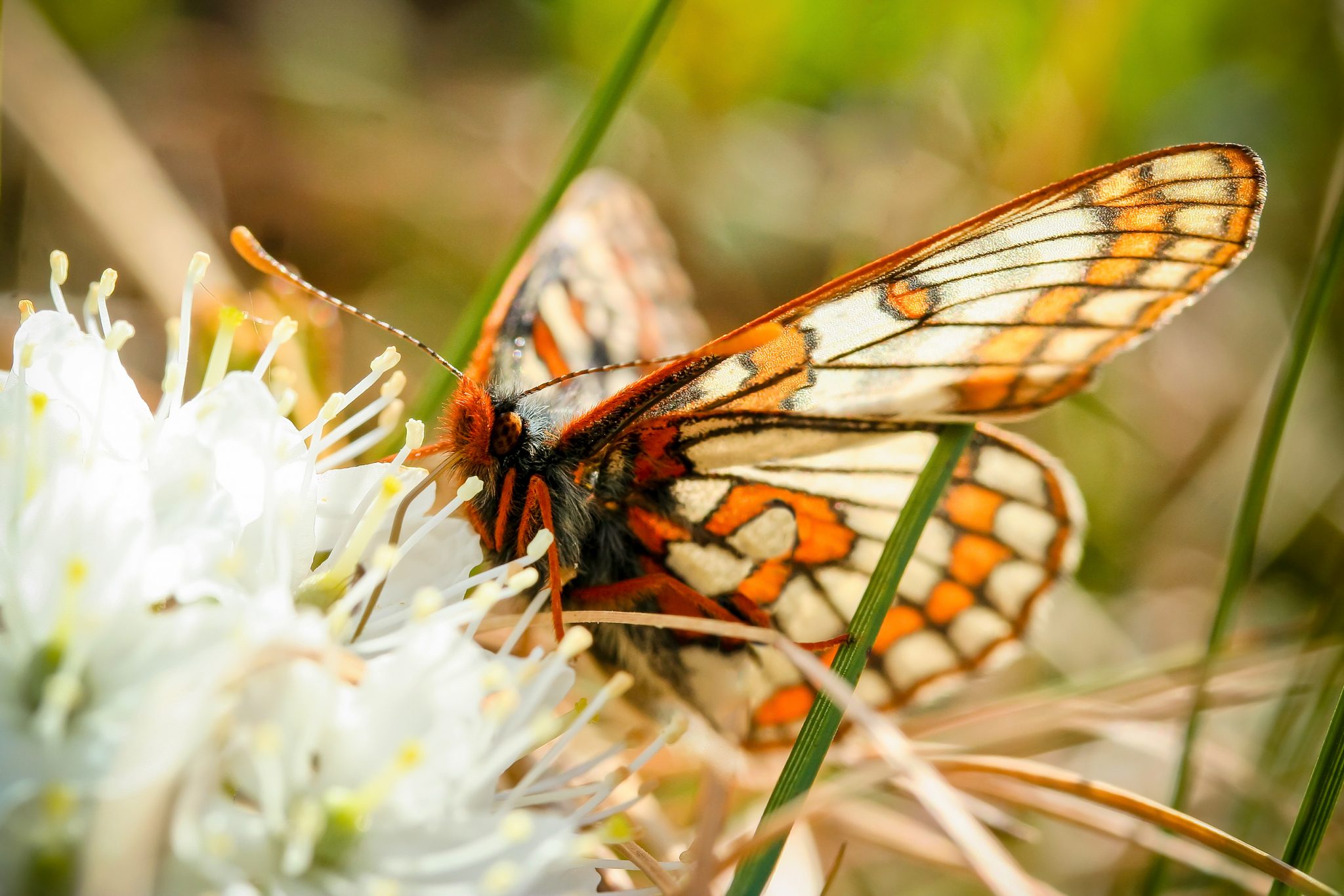 Global warming is changing insect communities in the Arctic • Earth.com