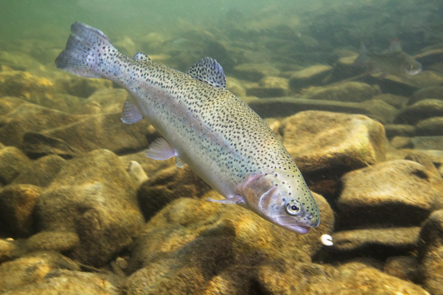 Steelhead trout follow their instincts, not environmental cues • Earth.com
