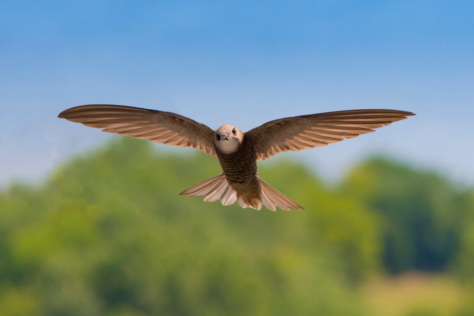 Common swifts use a unique migration strategy to support their grueling ...