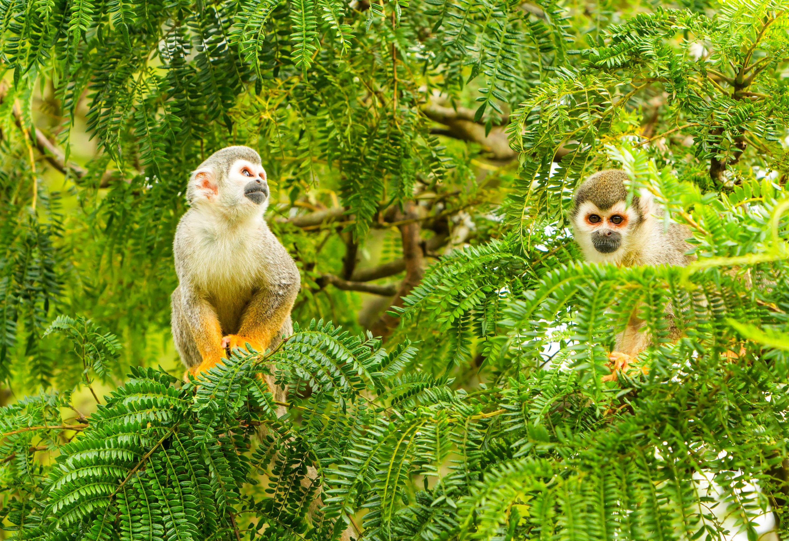 Centuries of human activities have taken a toll on Neotropical mammals ...