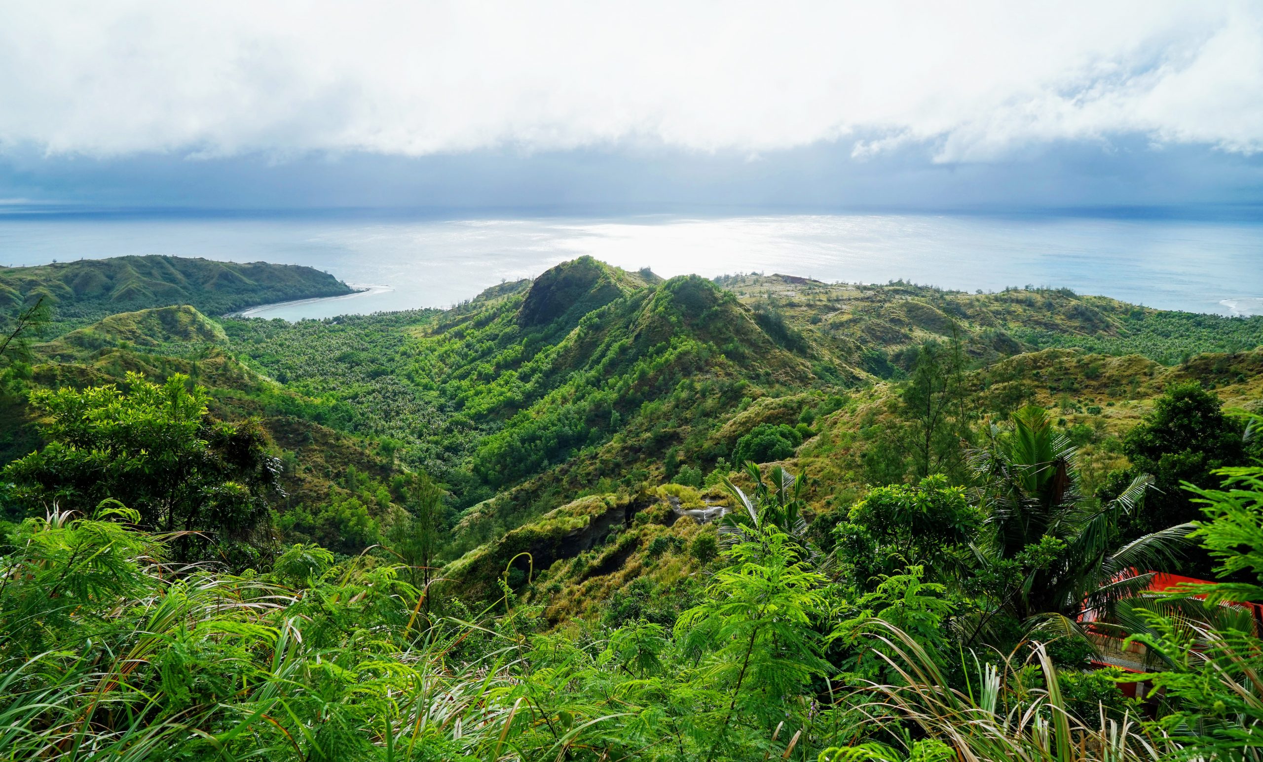 Invasive beetle turns its attention to Guam's endangered cycad trees ...