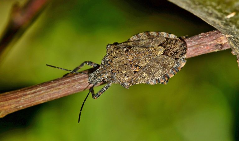 What Is a Stink Bug and Why Do They Stink? - Earth.com - Earthpedia