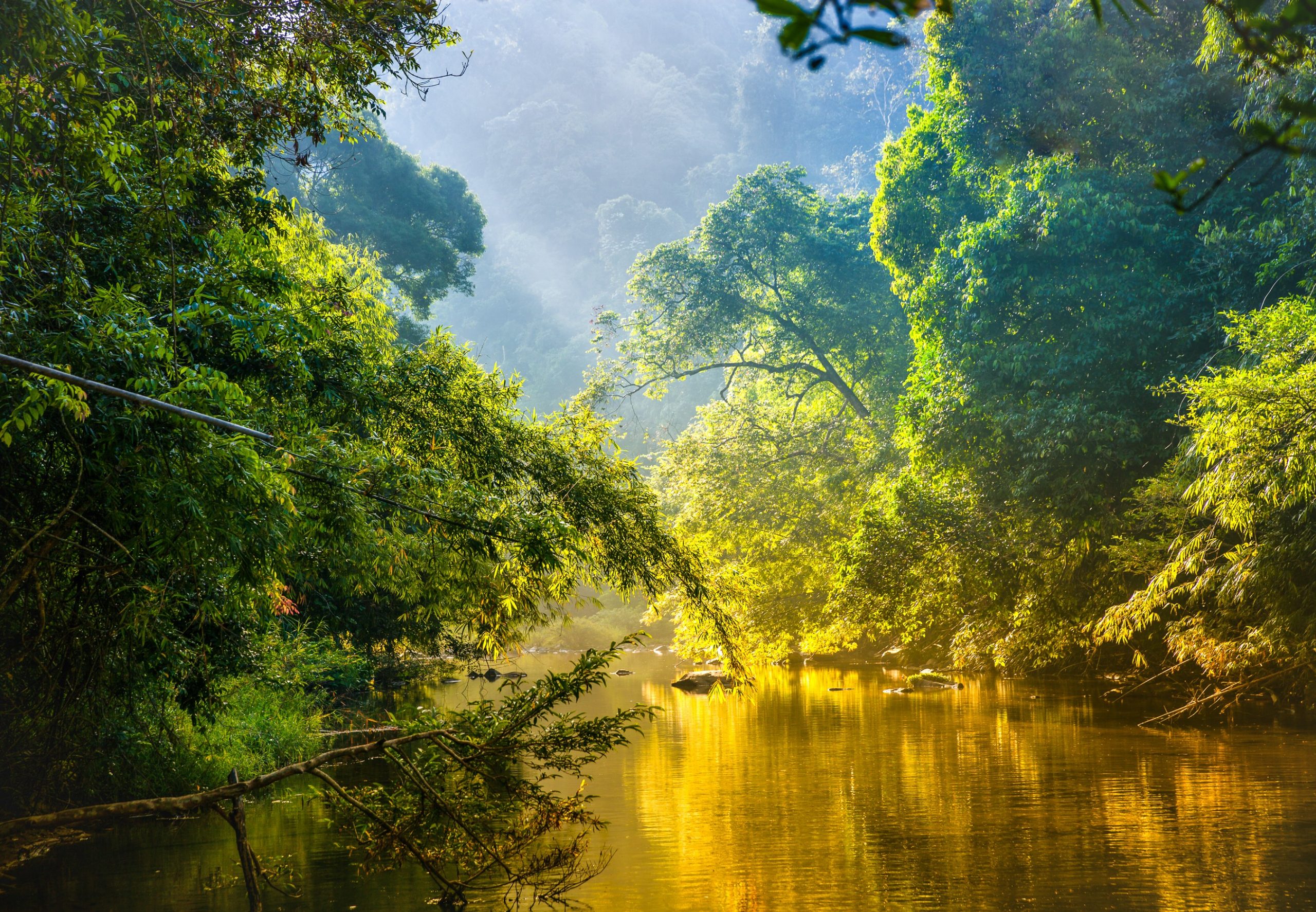 The Amazon is rapidly approaching a tipping point - Earth.com