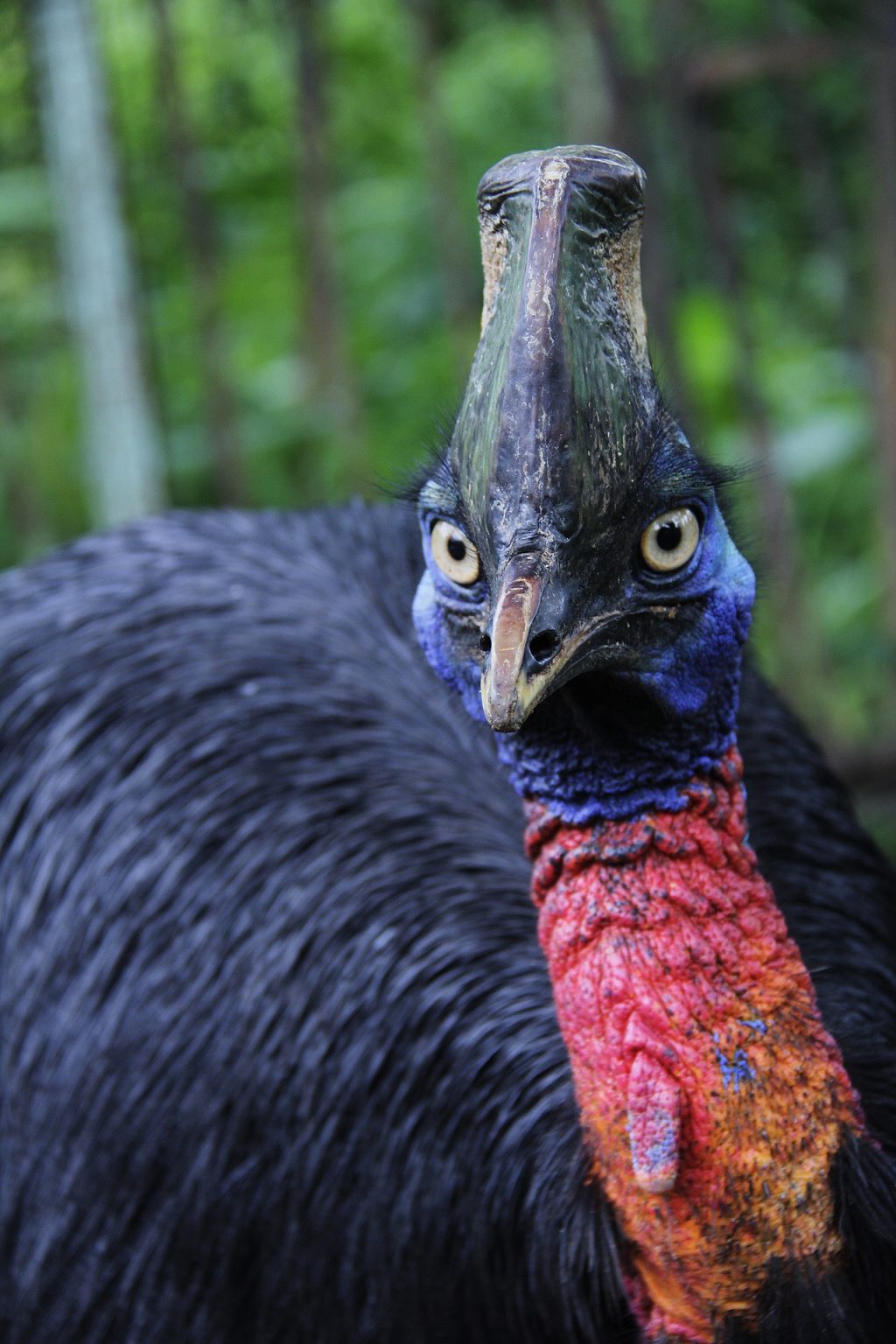 Cassowary Birds Are Not Friendly Pets - Earth.com - Earthpedia
