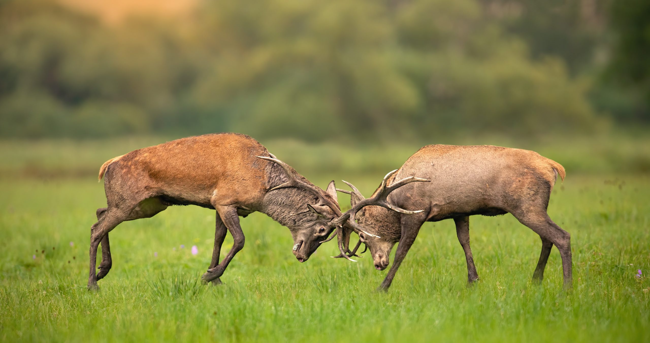 Rivalry helped drive intelligence among animals - Earth.com