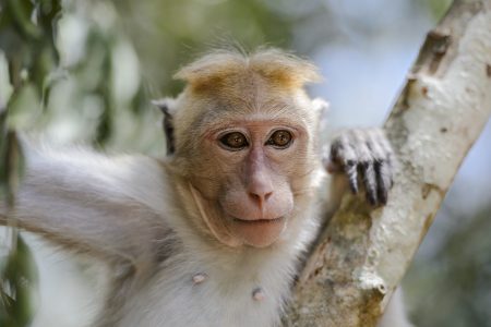 Fossils reveal that monkeys were in Asia 6.4 million years ago • Earth.com