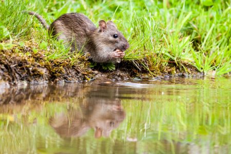 New aquatic mice have long feet to wade in rivers and streams • Earth.com
