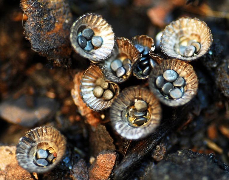 Understanding Fungi: Characteristics and Function - Earth.com