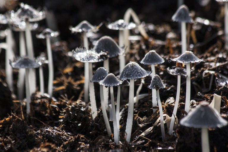 Understanding Fungi: Characteristics and Function - Earth.com