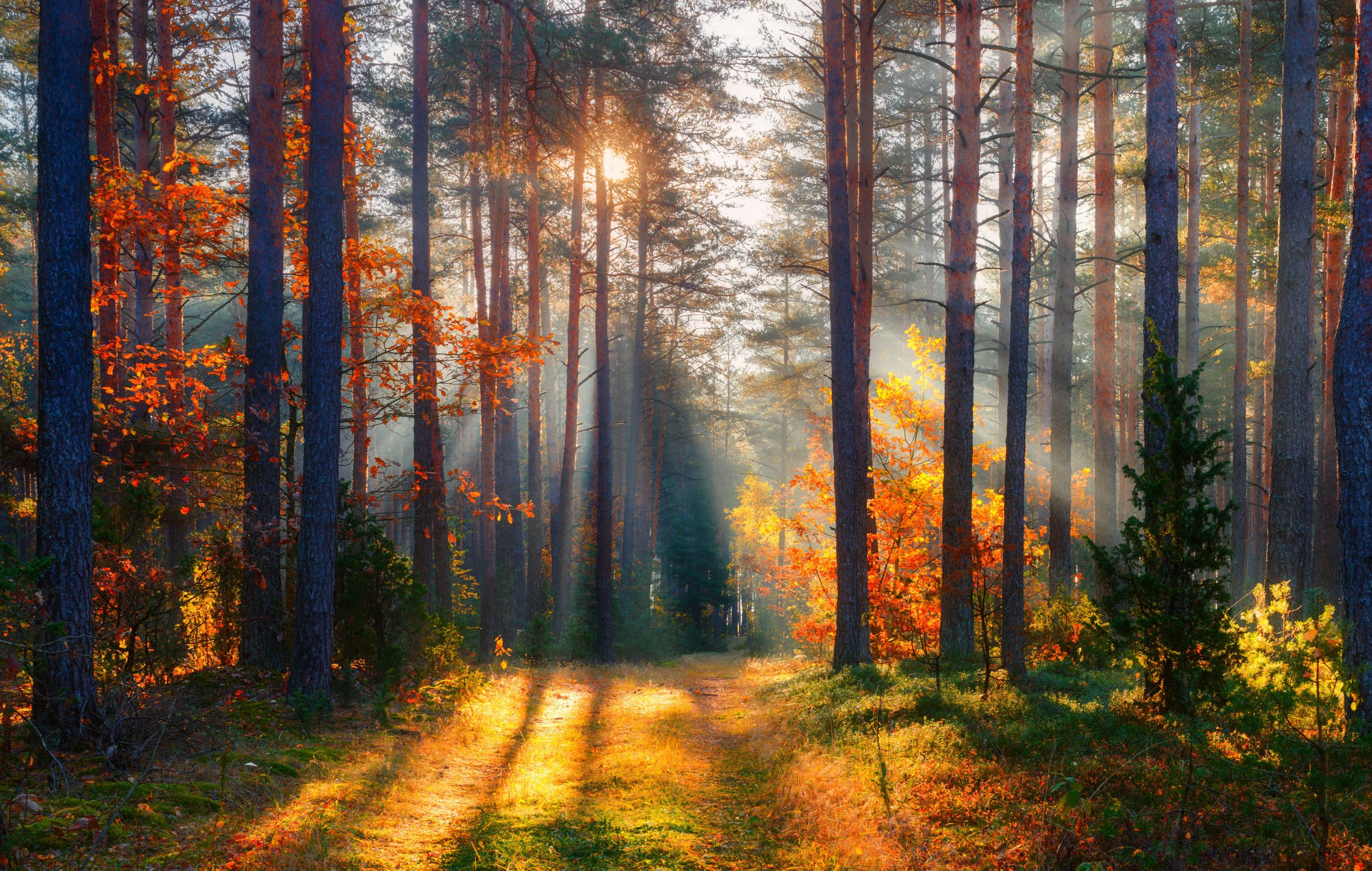 Identifying the benefits of nature can help protect it - Earth.com