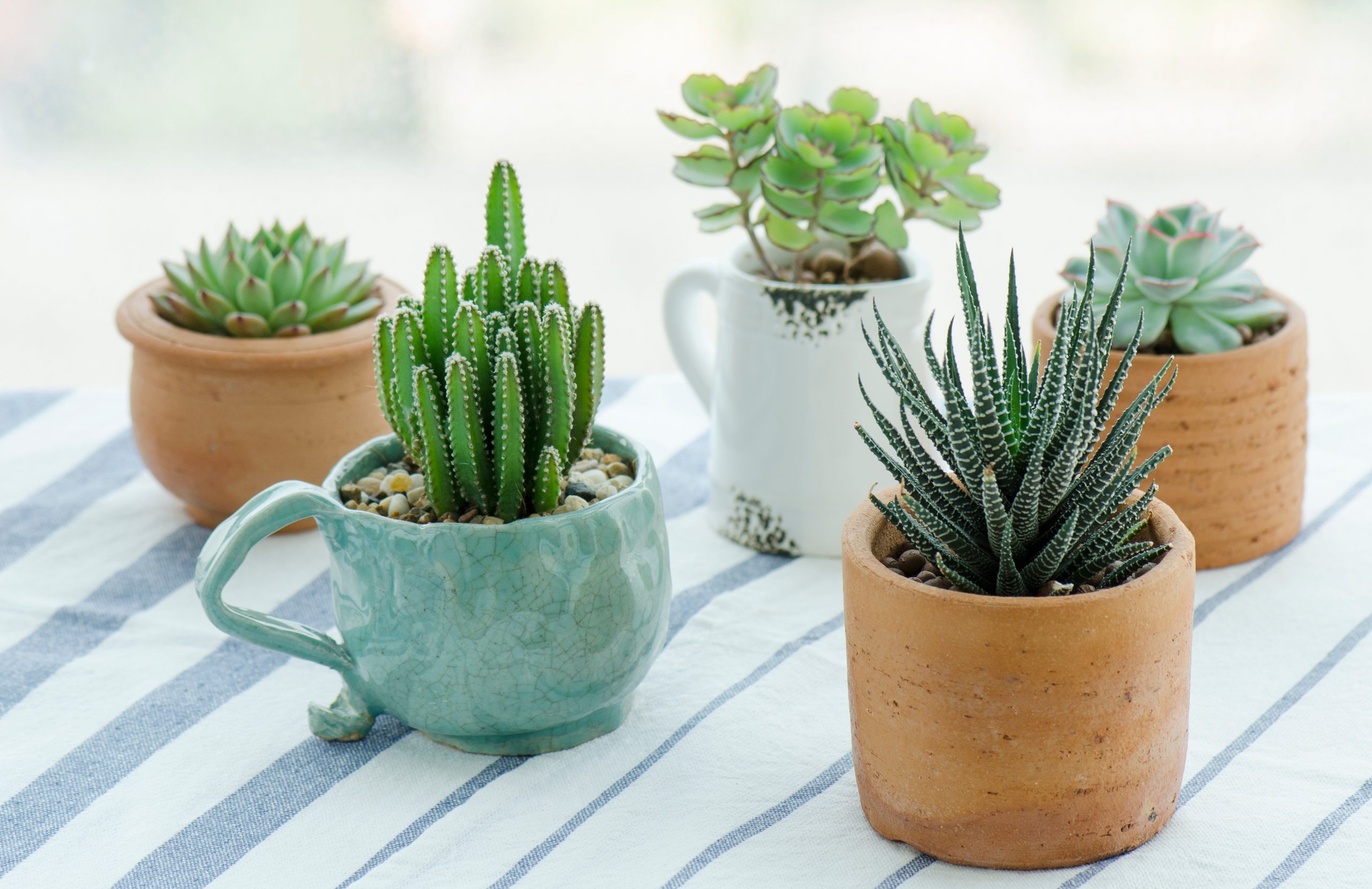 Two competing proteins determine plant shapes - Earth.com