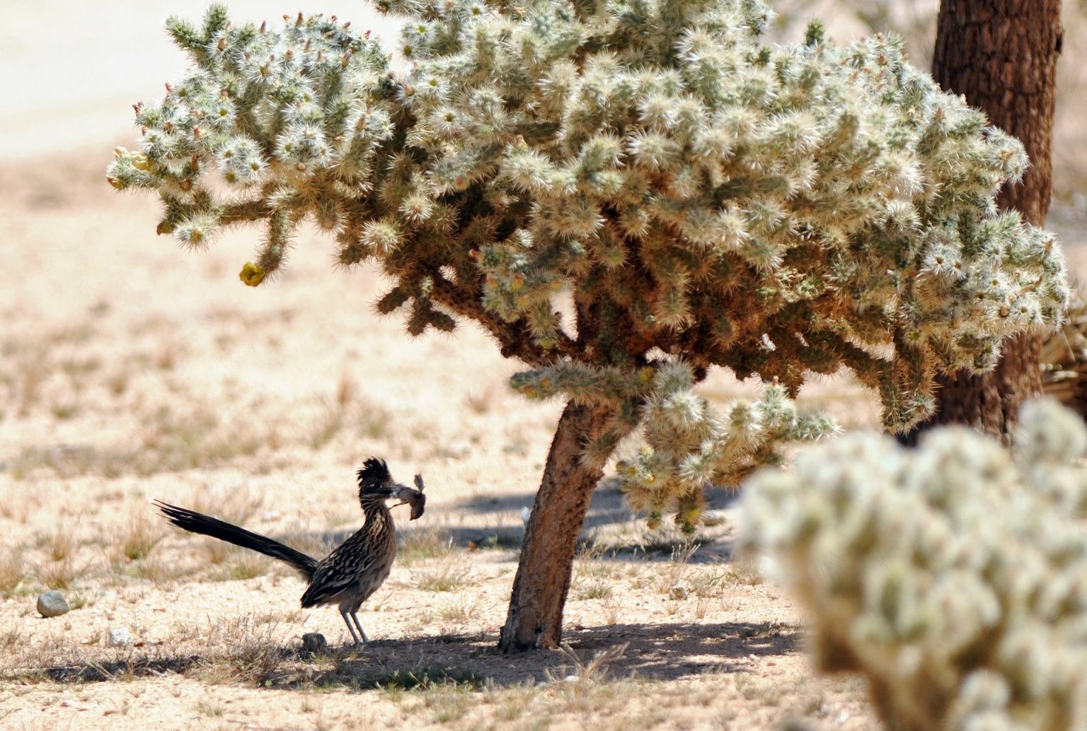 Roadrunners: Where They Live, Etymology, & More - Earth.com