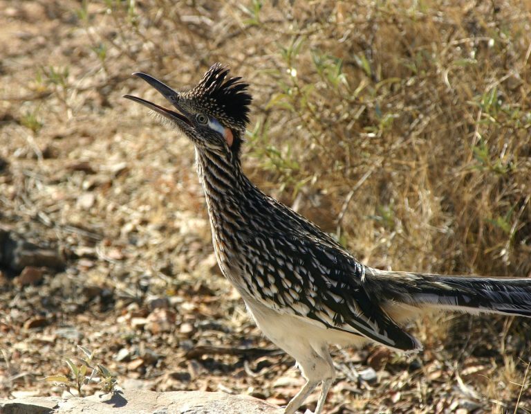 Roadrunners: Where They Live, Etymology, & More - Earth.com
