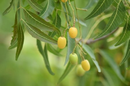 A Gardener's Guide to Neem Oil Uses - Earth.com - Earthpedia
