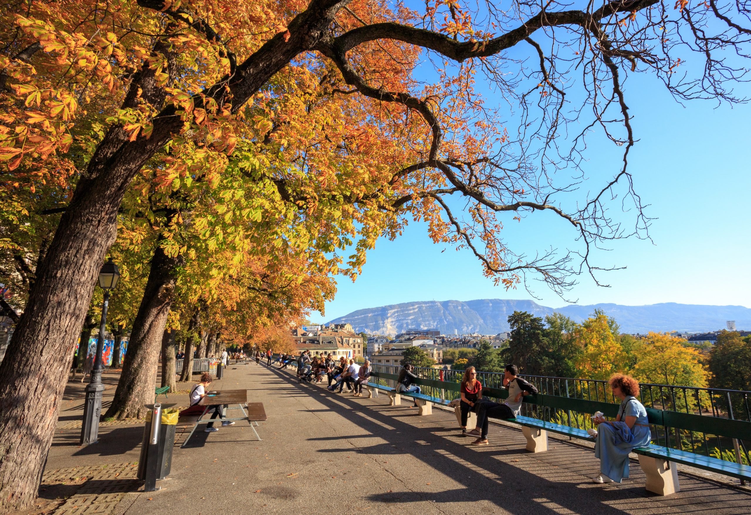 Non-native trees have enormous value in urban areas - Earth.com