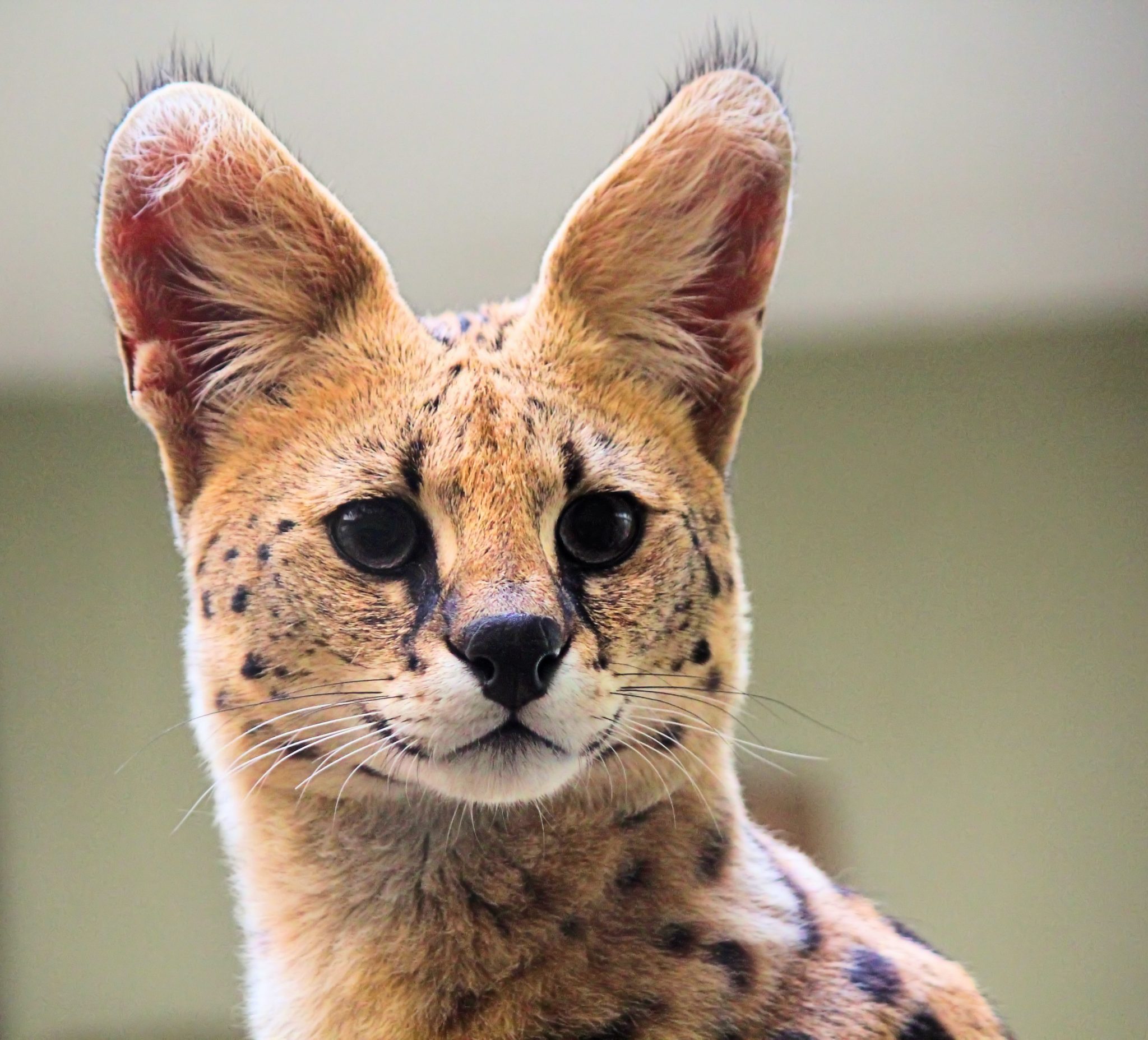 Savannah Cats vs. Servals: They're Not the Same! • Earth.com